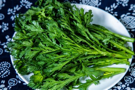 大叶茼蒿菜图片 高清图片素材