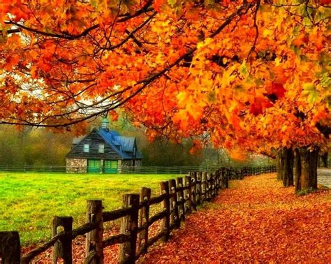 Hd Wallpaper Colorful Autumn Scene With Red Leaves And Brown Trees