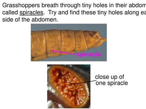 Ppt Grasshopper Dissection Powerpoint Presentation Free Download Id 1444603