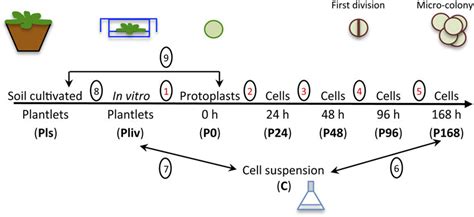 Transcript Profiling Experimental Design The Transcript Profiles Of Download Scientific