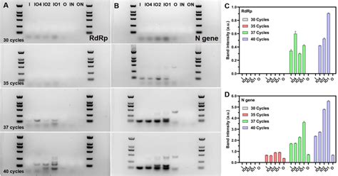 One Tube Nested Pcr Coupled With Crispr Cas12a For Ultrasensitive
