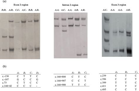 A Polymerase Chain Reaction Single Strand Conformation Polymorphism Download Scientific