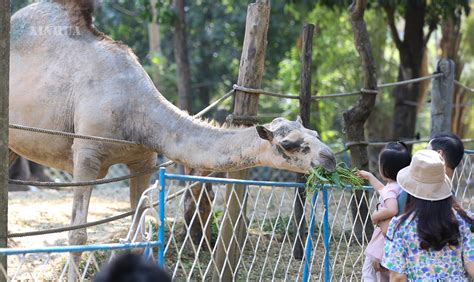 ရန်ကုန်တိရစ္ဆာန်ဥယျာဉ် ၁၁၇ နှစ်မြောက် အထိမ်းအမှတ်ပွဲတော် ကျင်းပ