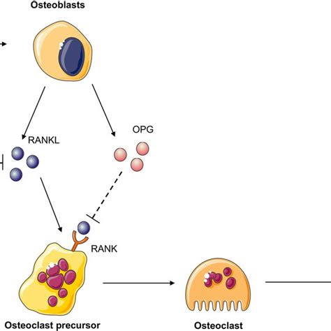 Pd 1 In Os Cells Pd 1 Is A Transmembrane Protein That Acts As An Download Scientific Diagram