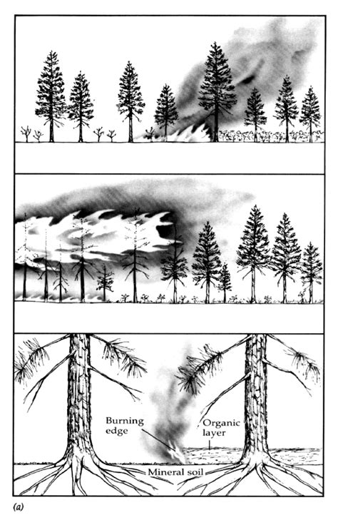 Three General Types Of Forest Wild Fires Surface Top Crown Middle
