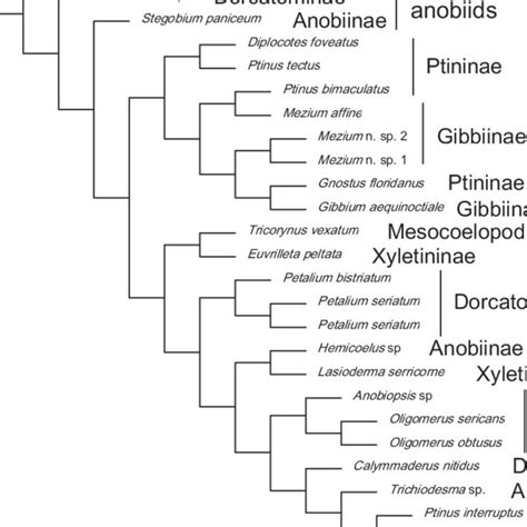 Phylogenetic Relationships Based On Parsimony Analysis A COI Single Download Scientific