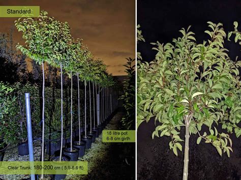 Japanese Ligustrum Tree Ligustrum Japonicum Japanese Privet