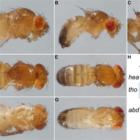 Male Vs Female Fruit Fly