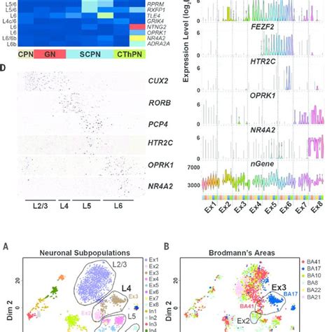 Pdf Neuronal Subtypes And Diversity Revealed By Single Nucleus Rna