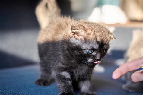 흰 반점과 파란 눈을 가진 작은 검은 새끼 고양이가 파란색 소파에 서 있습니다 그는 혀를 내밀어 남자의 손가락에 있는 측면을 바라본다 자연 화창한 빛은 새끼 고양이의 몸에