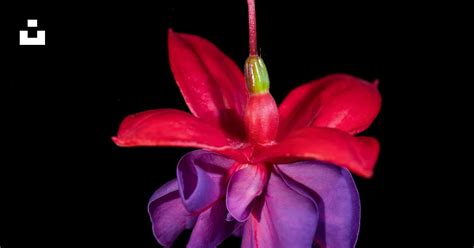 검은 배경에 매달린 빨간색과 보라색 꽃 사진 Unsplash의 무료 식물 이미지