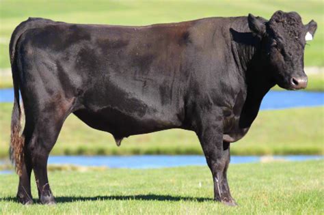 Wagyu Embryos And Semen For Sale