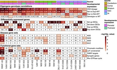 Tissue And Cell Type Specific Molecular And Functional Signatures Of 16p11 2 Reciprocal Genomic