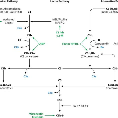 Schematic Representing The Activation Of The Complement Cascade The