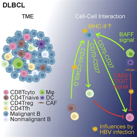 a single cell atlas of diffuse large b cell lymphoma cell reports