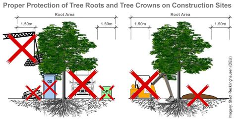 Vienna Tree Protection Act In Austria BuildAction