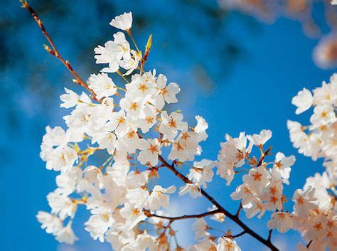 31 Best 58 White Blossom Trees Ideas Blossom White Blossom Tree Blossom Trees