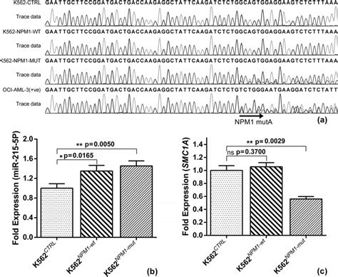 A Induced Expression Of Npm1 Type A Mutation In K562 Leukemia Cells Download Scientific