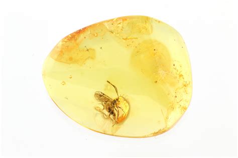 Fossil Wasp Ichneumonidae In Baltic Amber 270595 For Sale