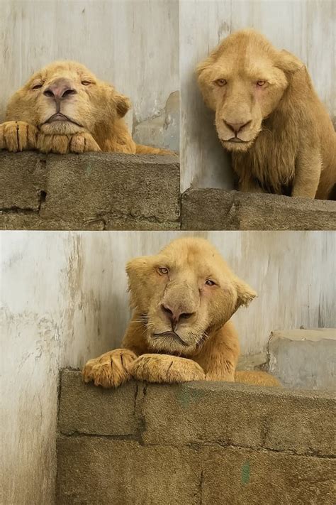 The Lion With Down Syndrome