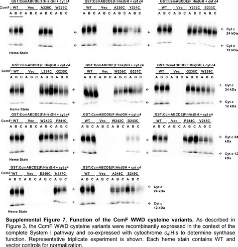 Structure Function Analysis Of The Heme Binding Wwd Domain In The