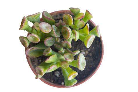 Gollum Jade