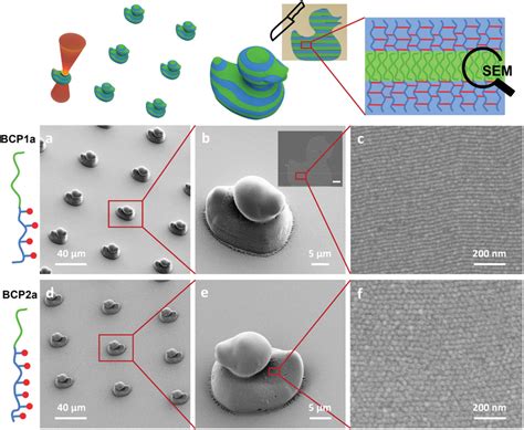 Sem Characterization Of 3d Printed Microstructures From Ac Bcp1a Or Download Scientific