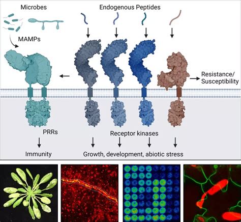 Plant Peptide Signalling Lehrstuhl Für Phytopathologie