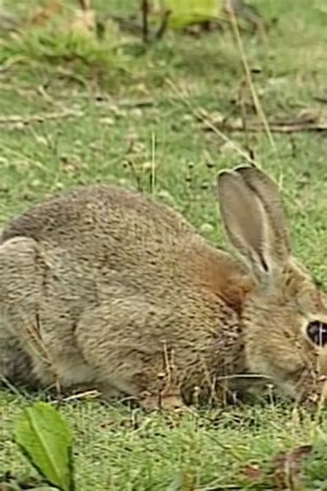 Watch Teletubbies S3e14 Rabbits 1998 Online For Free The Roku