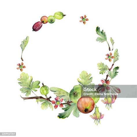 구스베리 열매 잎 꽃봉오리 가시가 많은 가지에 매달려 있고 수채화 손으로 그린 화환 잘 익은 정원 준베리 카세유 건포도 식물 삽화를 잘라냅니다 가정 보존 요리책 꽃집 공예에