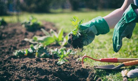 How To Rotate Crop For A Thriving Garden Lowes