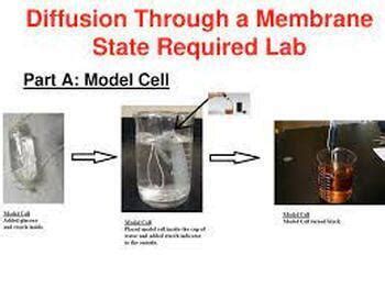 NYS Diffusion Through A Membrane Lab Google Slides TPT