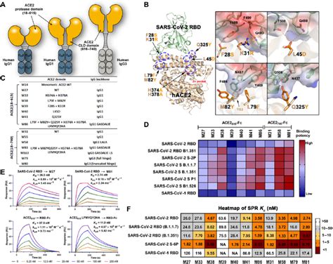 Structure Based Development Of Ace2 Fc Variants With Enhanced