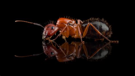 Real City Formicarium For Ant Colony Camponotus Floridanus Antontop