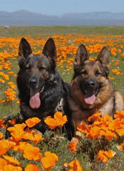 15 German Shepherd Colors Spiritdog Training
