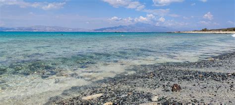 「chrysis」の画像 731 件の Stock 写真、ベクターおよびビデオ Adobe Stock