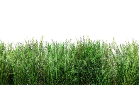 Green Fresh Grass Naturally On Isolated White Background 3d Rendering