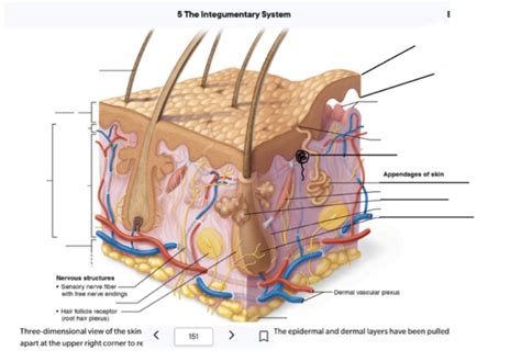 Skin Diagram Lab Exam 1 Diagram Quizlet Skin Diagram Lab Exam 1 Diagram Quizlet