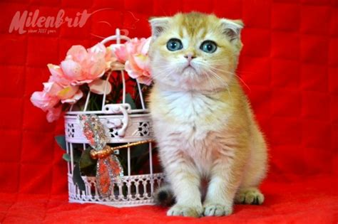 СПб Продается в качестве домашней любимицы девочка M͚i͚l͚e͚n͚b͚r͚i͚t͚ ͚z͚o͚r͚e͚n͚k͚a