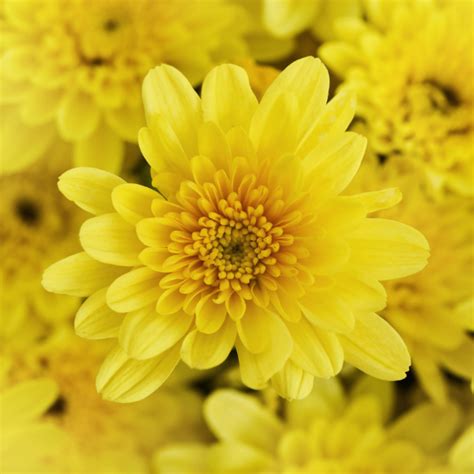 Mum Chrysanthemum X Morifolium Milkshake Banana Yellow Lucas Greenhouses