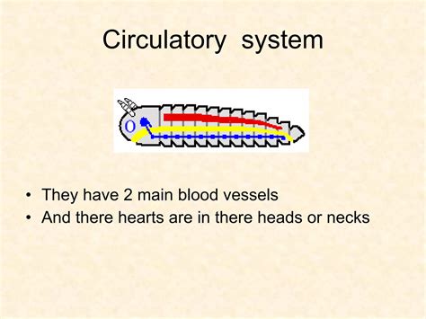 Arthropoda Hexapoda Ppt