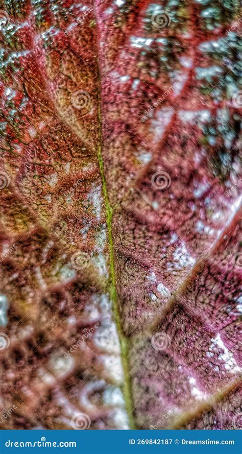 The Pattern Of Colors And Texture Of The Leaf Looks So Great Stock Image Image Of Plant Soil