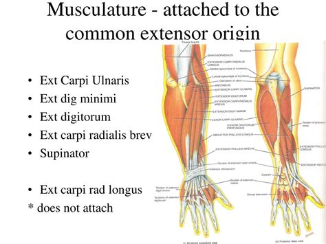 Ppt The Elbow Powerpoint Presentation Free Download Id 5625649