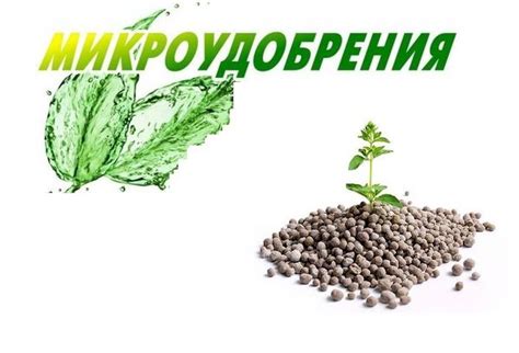 Особое удобрение – микроудобрения: применение, виды, состав, особенности