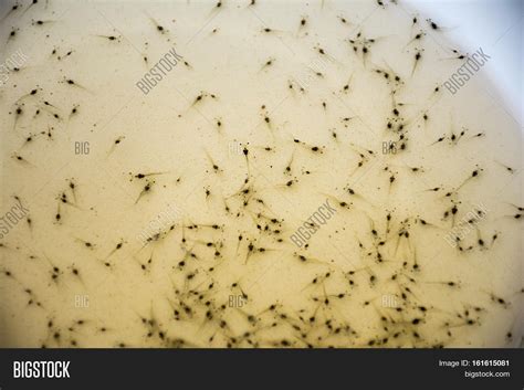Larval Shrimp Plastic Image And Photo Free Trial Bigstock