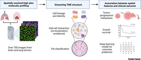Spatial Landscape Of The Tumor Immune Microenvironment Trends In Cancer
