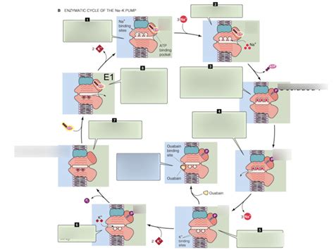Lectures 1 And 2 Pt 8 Diagram Quizlet Lectures 1 And 2 Pt 8 Diagram Quizlet