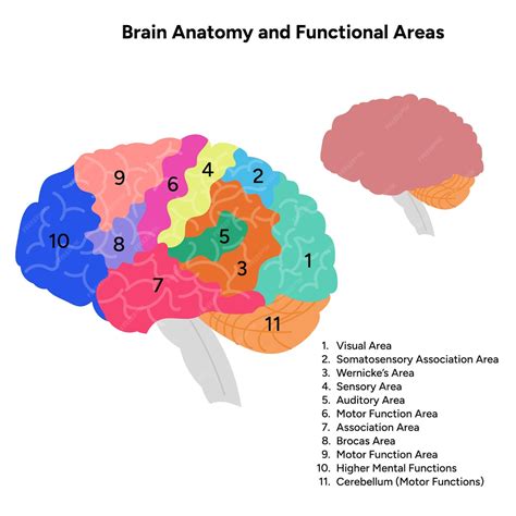 Premium Vector Diagram Of Functional Areas Of Cerebral Cortex Human