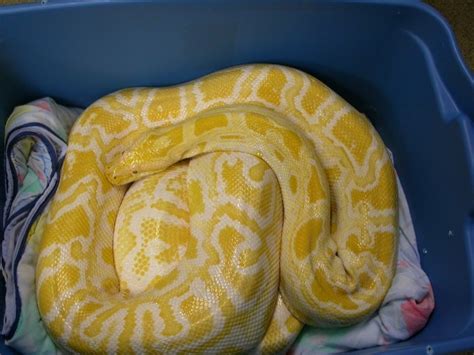 Amelanistic Burmese Python