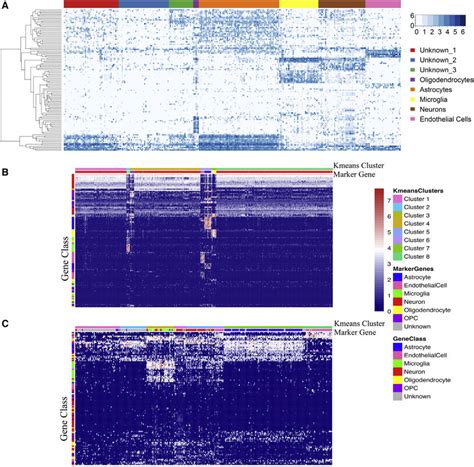 Identification Of Cell Types Using Human And Cross Species Markers A Download Scientific